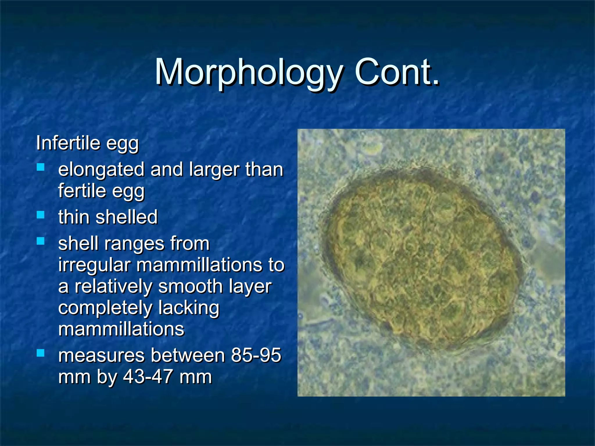 Ascaris lumbricoides | PPT