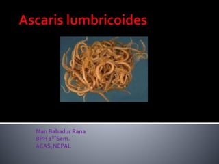 Ascaris Roundworm