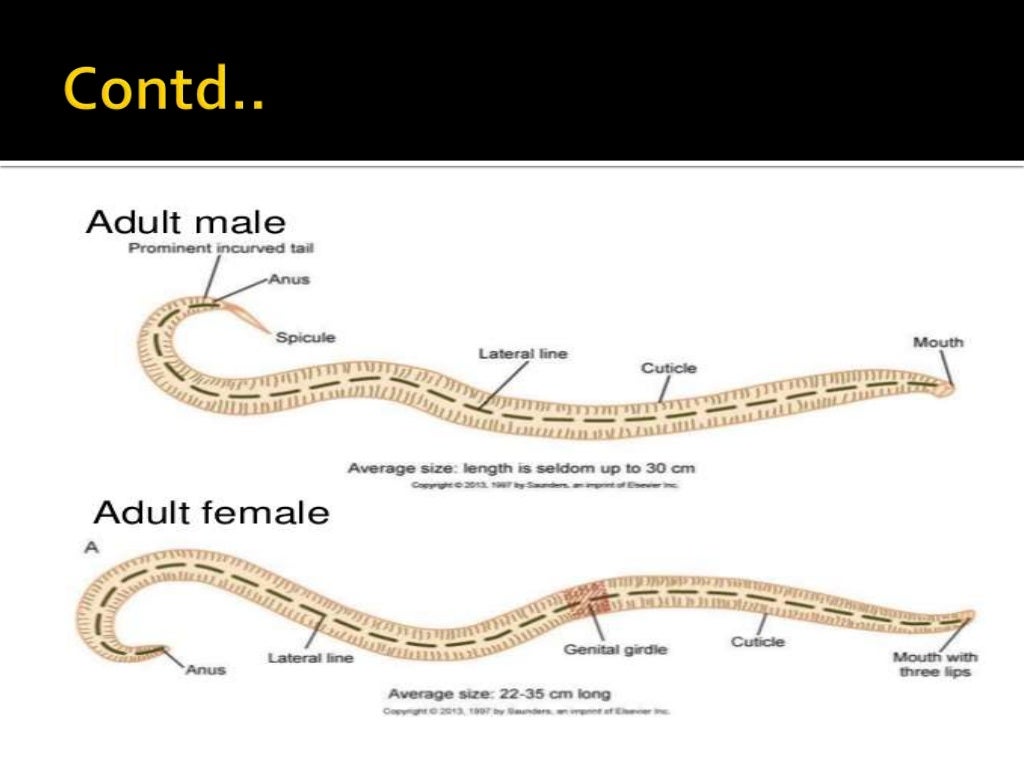 Ascaris lumbricoides