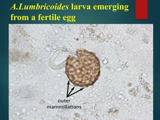 Ascaris lumbricoides | PPSX