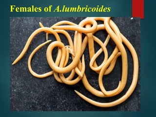 Ascaris lumbricoides | PPSX