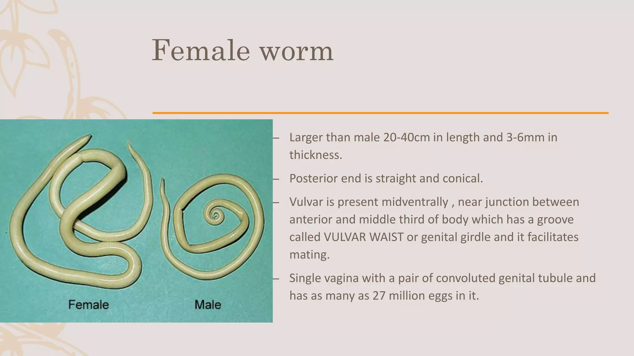 Ascaris lumbricoides | PPTX