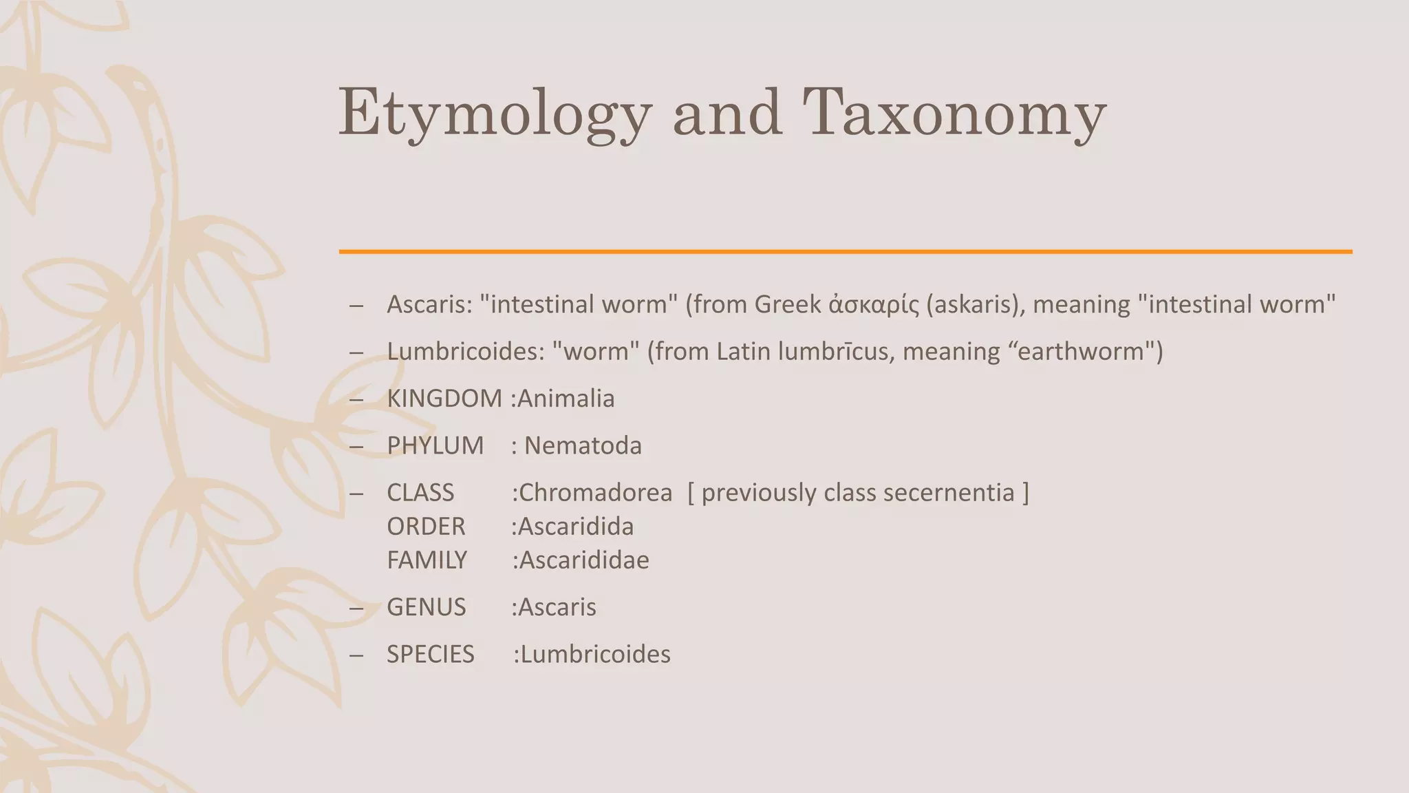 Ascaris lumbricoides | PPTX