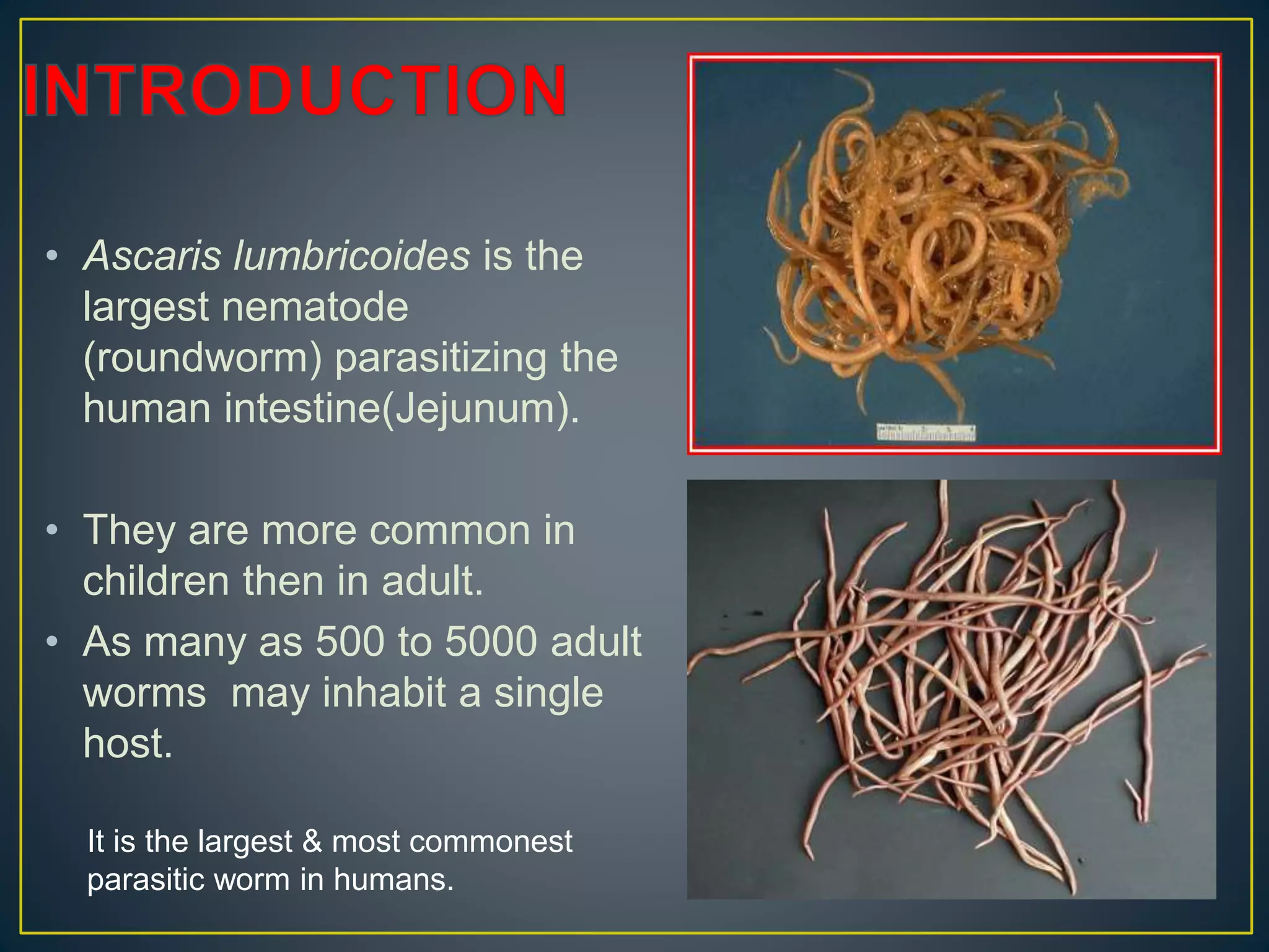 Ascaris Lumbricoides Anatomia Externa