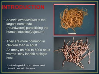 Ascaris lumbricoides | PPTX