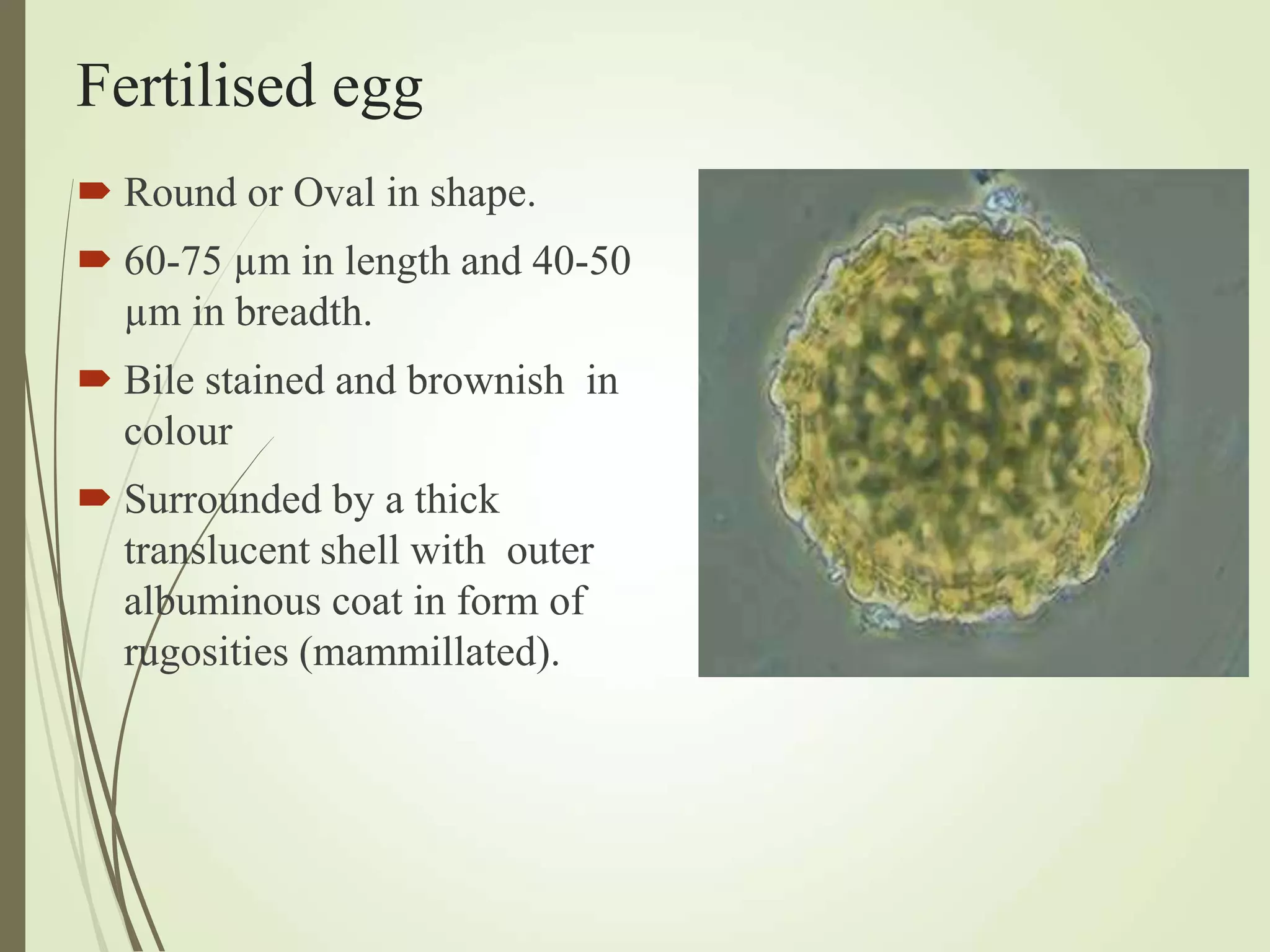 Ascaris lumbricoides | PPT