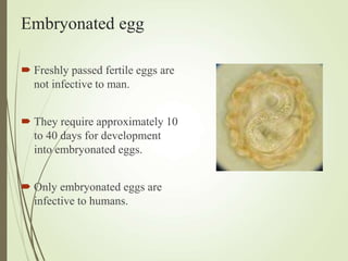 Ascaris Lumbricoides Embryonated Egg