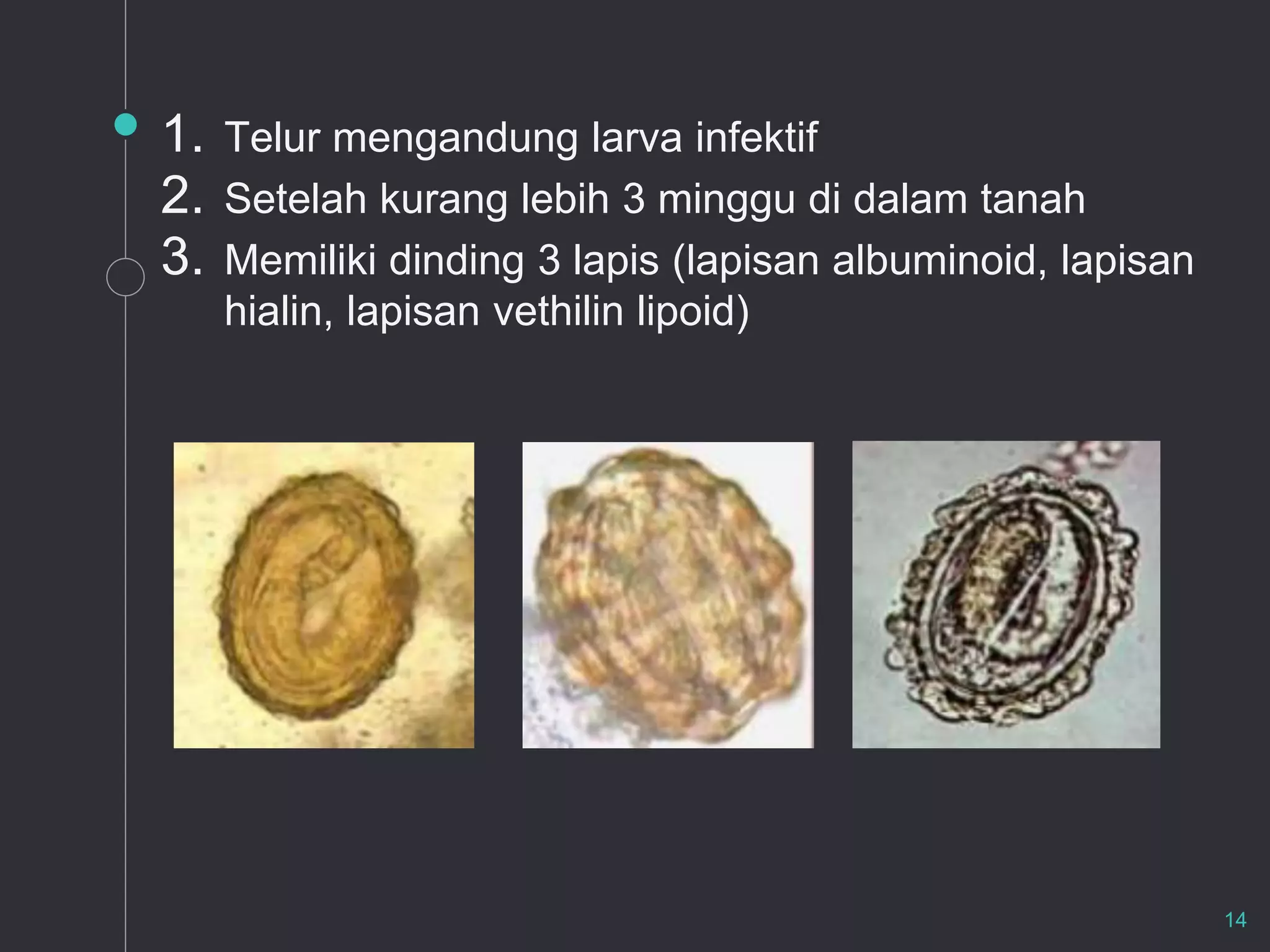 (Ascaris lumbricoides).pptx