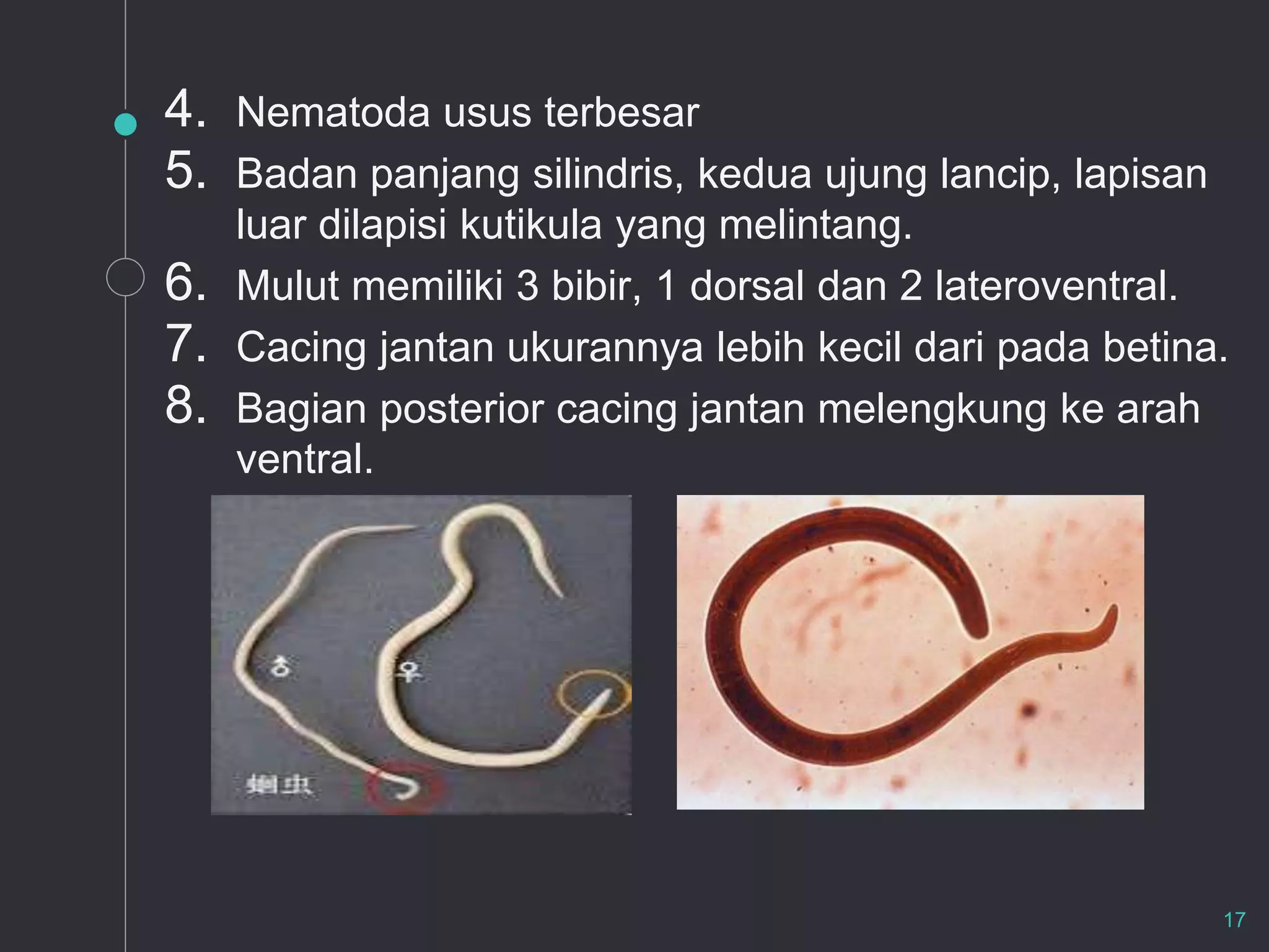 (Ascaris lumbricoides).pptx