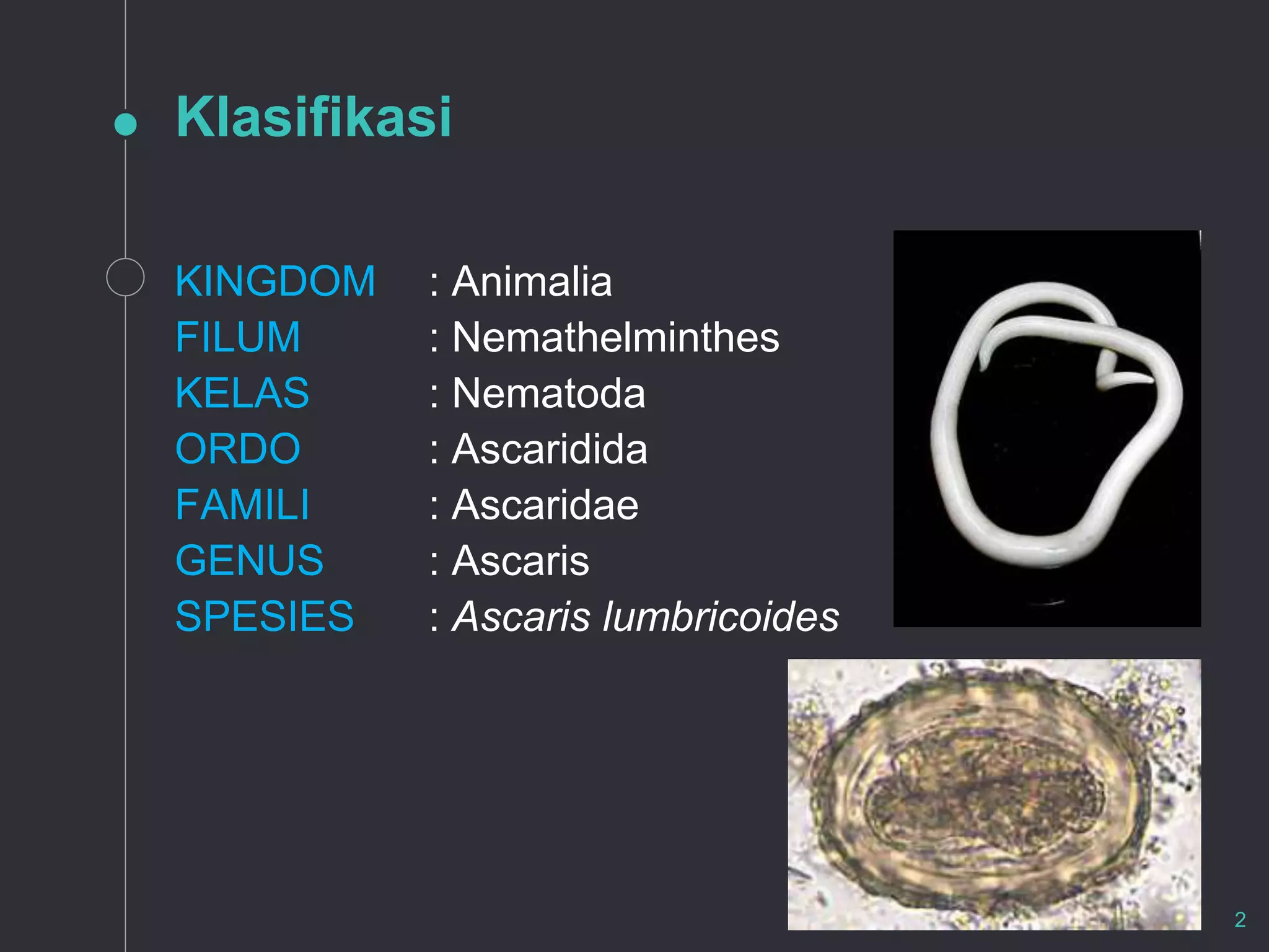 (Ascaris lumbricoides).pptx