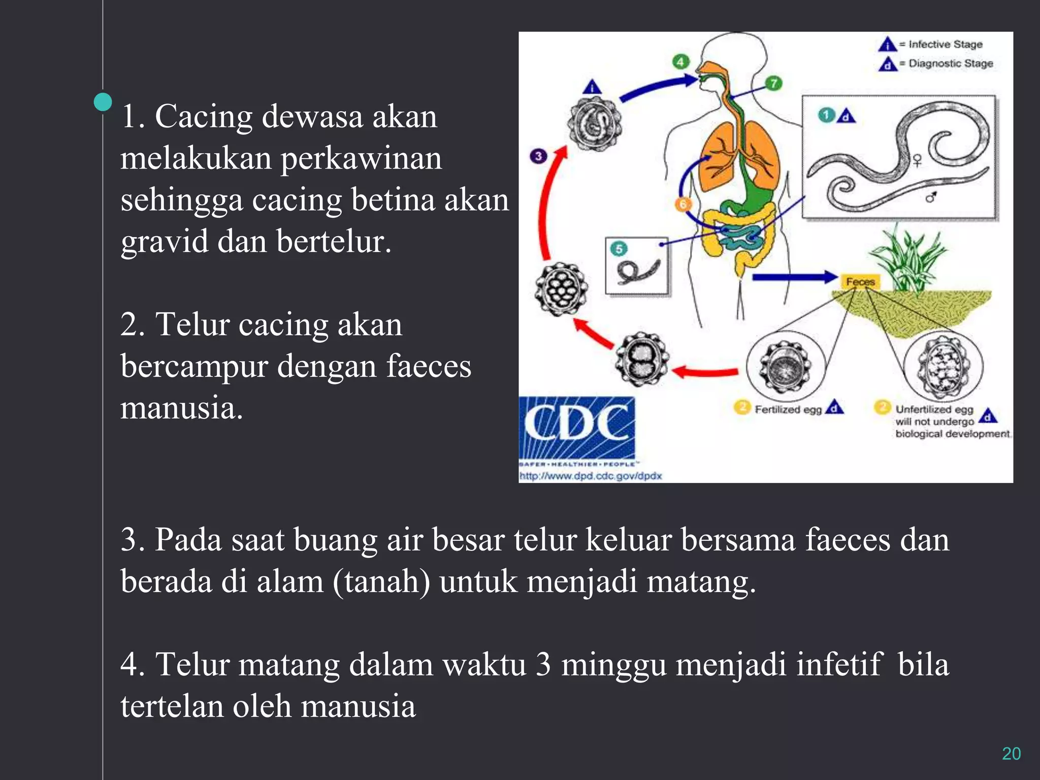 (Ascaris lumbricoides).pptx