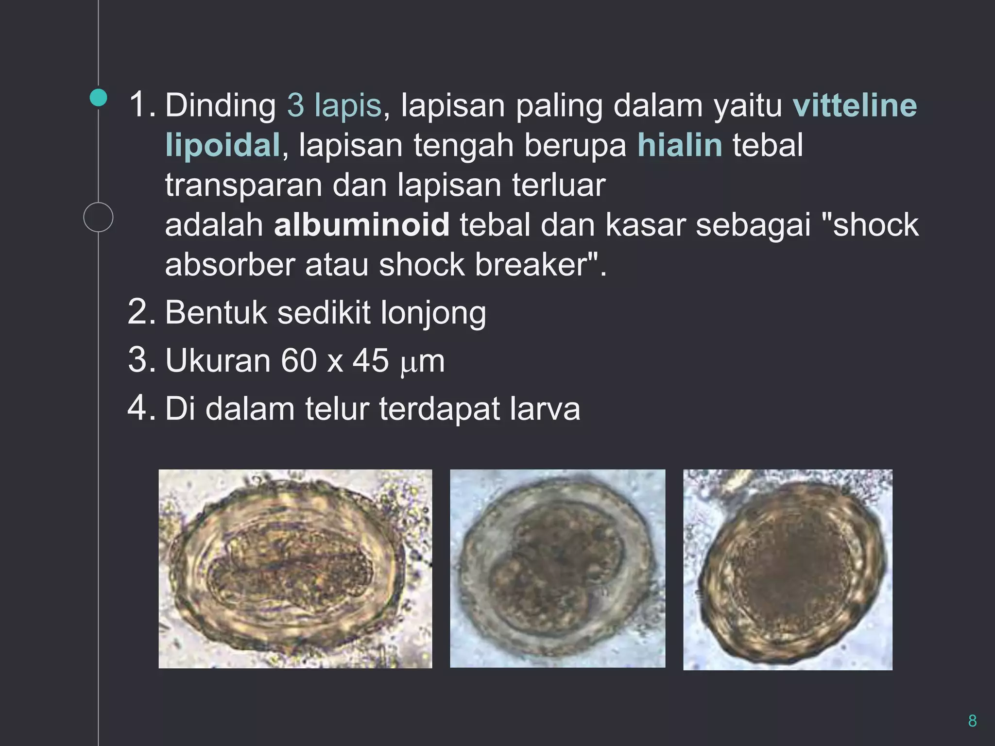 (Ascaris lumbricoides).pptx
