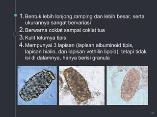 (Ascaris lumbricoides).pptx