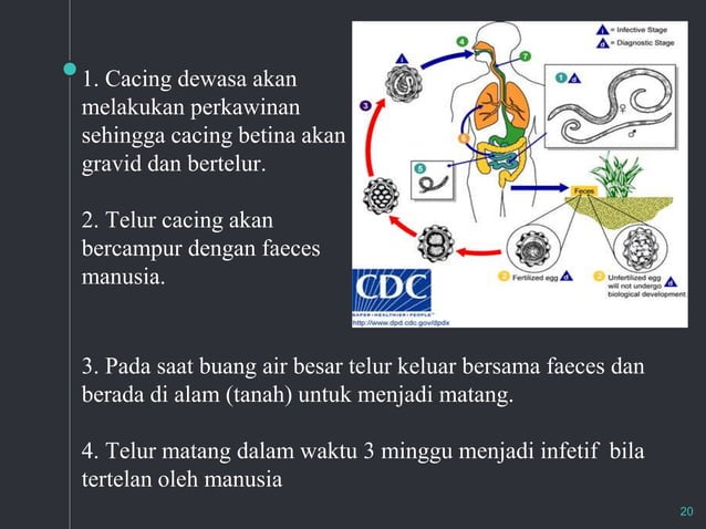 (Ascaris lumbricoides).pptx
