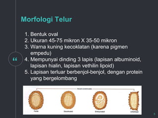 (Ascaris lumbricoides).pptx