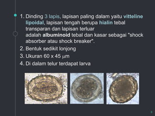 (Ascaris lumbricoides).pptx