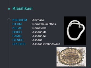 (Ascaris lumbricoides).pptx