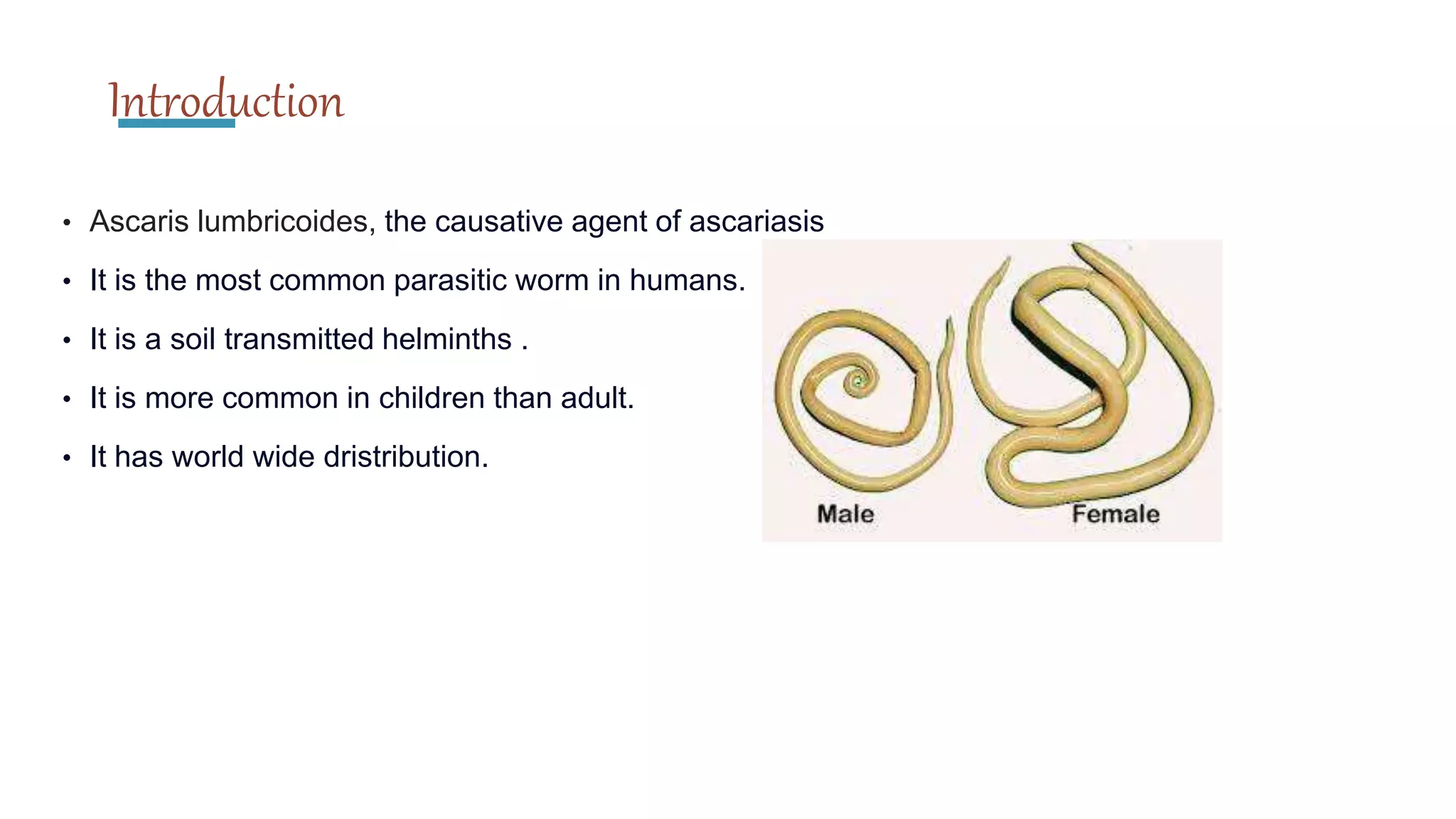 ascaris lumbricoides.pptx