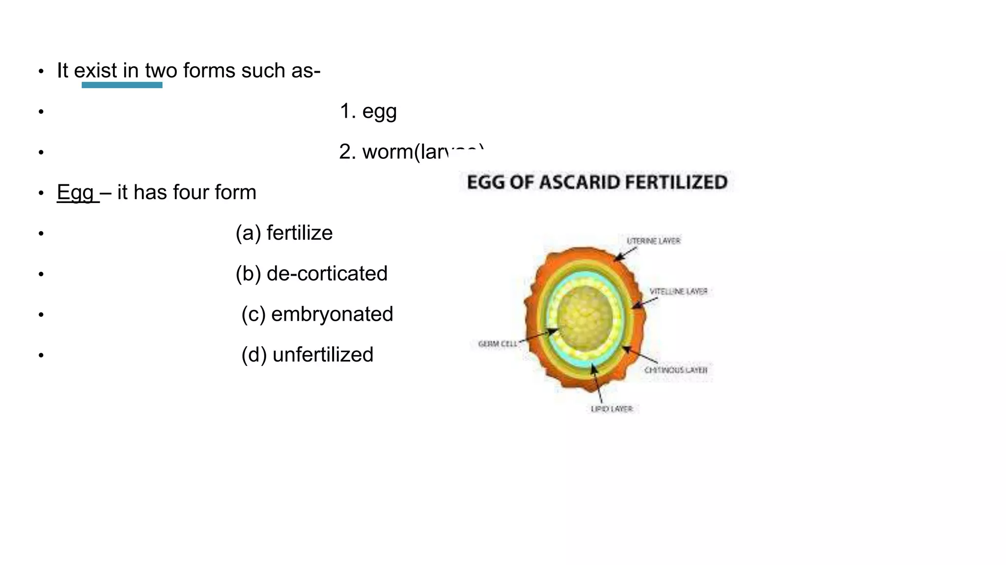 ascaris lumbricoides.pptx