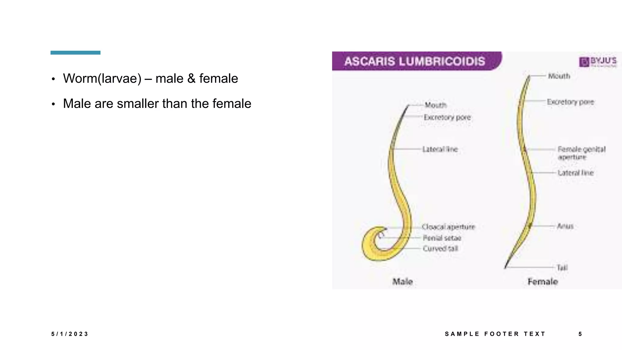 ascaris lumbricoides.pptx