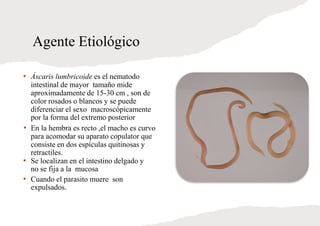 Parasitología 1-Ascaris lumbricoides.pptx