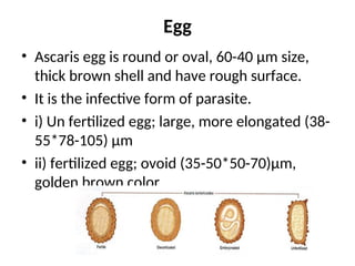 ASCARIS LUMBRICOIDES.power point for medicine | PPT