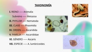 ascaris lumbricoides-lu y emperatriz (2).pptx