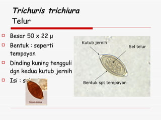 Ascaris Lumbricoides Dan Trichuris Trichiura | PPT