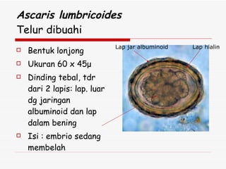 Ascaris Lumbricoides Dan Trichuris Trichiura | PPT