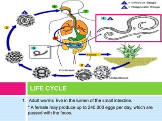 Whipworm Life Cycle