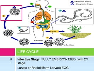 Trichuris Life Cycle