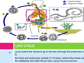 Trichuris Trichiura Life Cycle