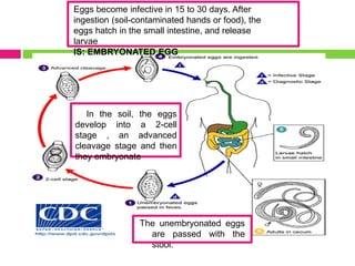 Trichuris Trichiura Life Cycle