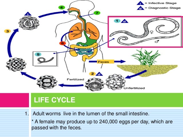 Trichuris Trichiura Life Cycle