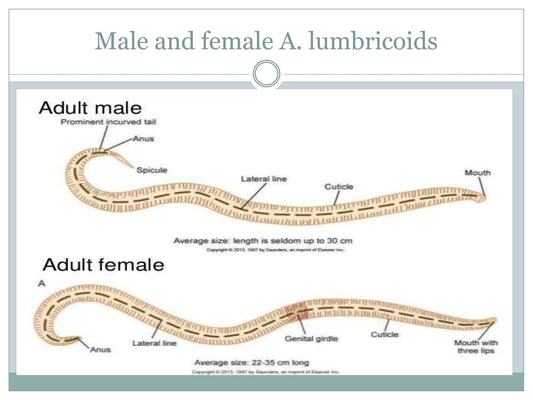Ascaris lumbricoids.pptx