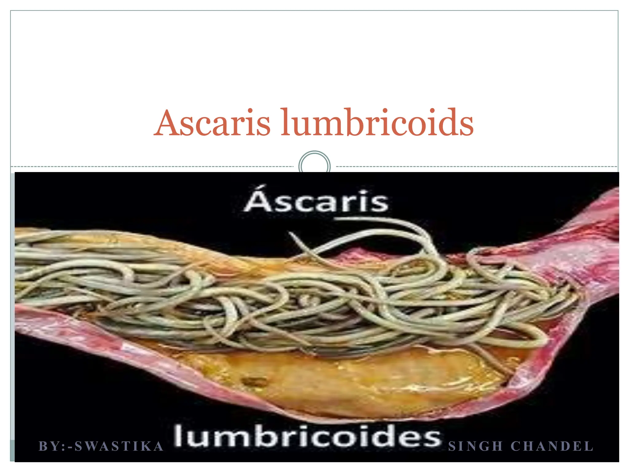 Ascaris lumbricoids.pptx
