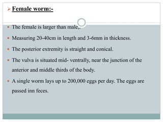 Ascaris lumbricoids.pptx