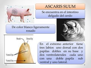 Ascaris Suum