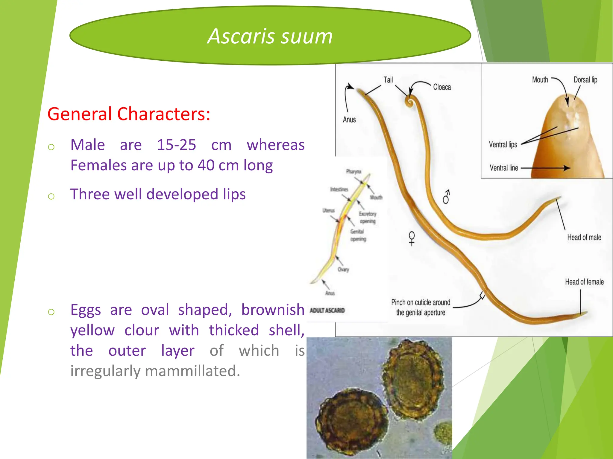 Ascaris_suum.pptxjjjjjjjjjjjjjjjjjjjjjjjjjjjjjjjjjjjj | PPT
