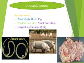 Ascaris_suum.pptxjjjjjjjjjjjjjjjjjjjjjjjjjjjjjjjjjjjj | PPT