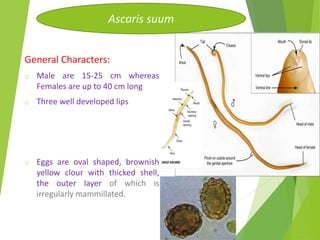Ascaris_suum.pptxjjjjjjjjjjjjjjjjjjjjjjjjjjjjjjjjjjjj | PPTX