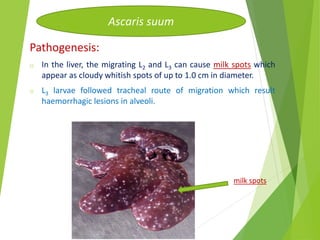 Ascaris_suum.pptxjjjjjjjjjjjjjjjjjjjjjjjjjjjjjjjjjjjj | PPTX