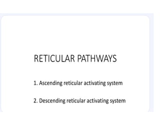 Ascending and descending reticular system.pptx