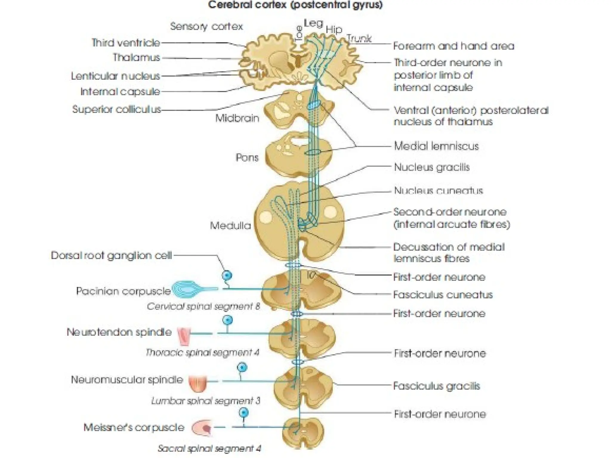 ASCENDING AND DESCENDING TRACTS.pptx FOR MEDICAL STUDENTS | PPTX