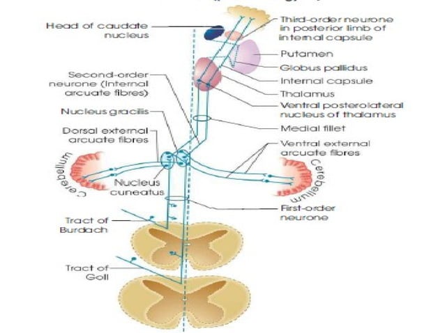 ASCENDING AND DESCENDING TRACTS.pptx FOR MEDICAL STUDENTS | PPTX
