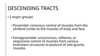 Ascending and Descending Tracts of the Spinal Cord | PPTX