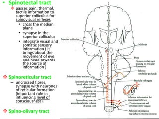 Spinotectal Tract