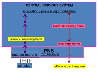 Flow Chart Of Extrapyramidal System