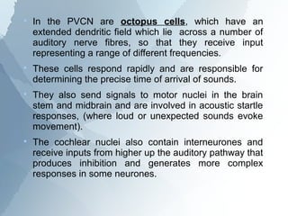 Ascending auditory pathway | PPT