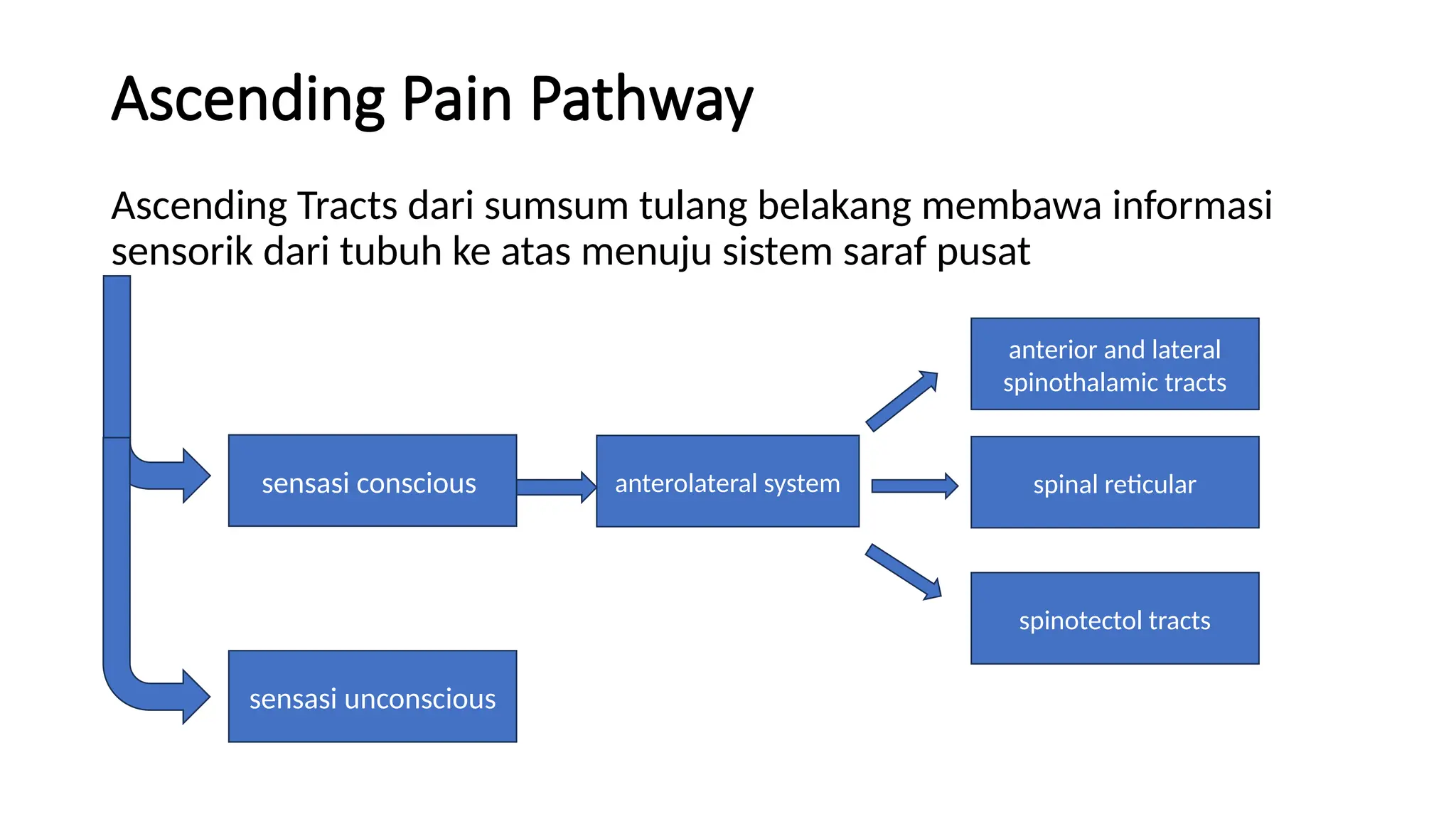 Ascending Pain Pathway and spinotectal pathway.pptx